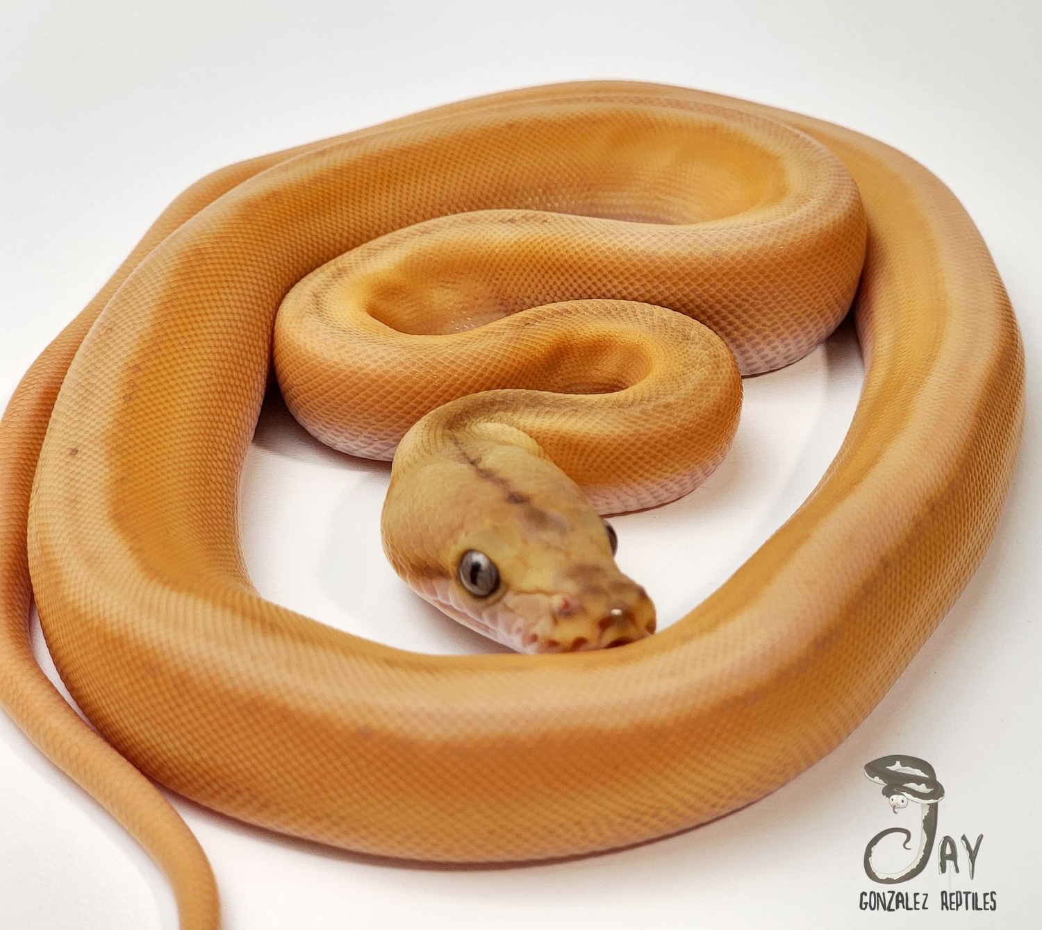 Orange Glow Super Sunfire Phantom Motley Tiger Reticulated Python by ...