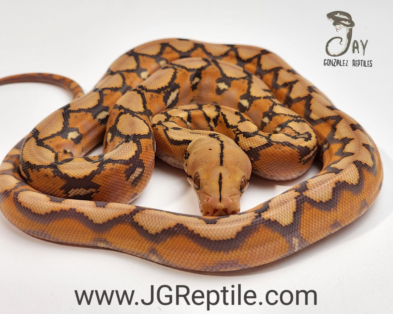 Caramel Sunfire Reticulated Python by Jay Gonzalez Reptiles - MorphMarket