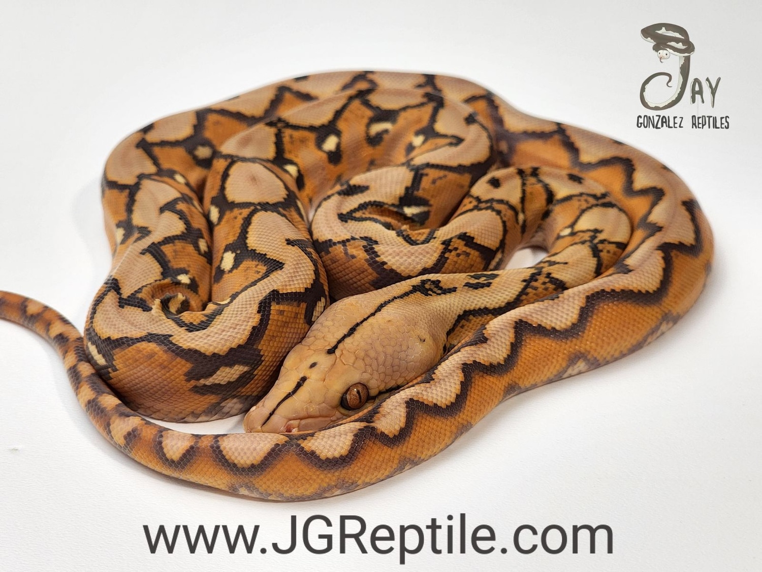 Caramel Sunfire Reticulated Python by Jay Gonzalez Reptiles - MorphMarket