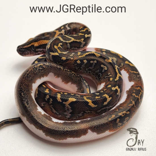 BLACK FRIDAY SALE Pied 50% Het Wei Caramel Burmese Python by Jay ...