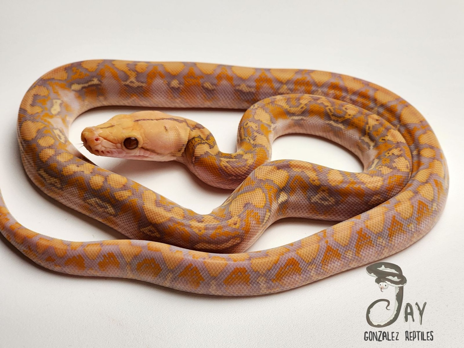 Purple Het Anthrax Reticulated Python by Jay Gonzalez Reptiles ...