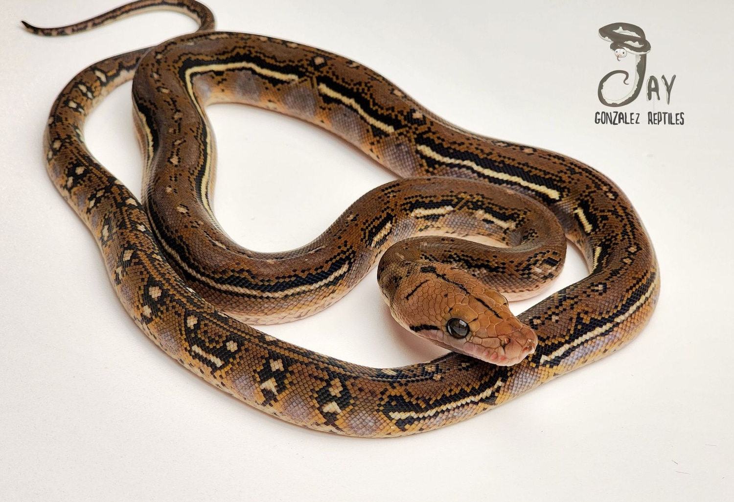 Anthrax Het Purple Or Mocha Reticulated Python by Jay Gonzalez Reptiles ...