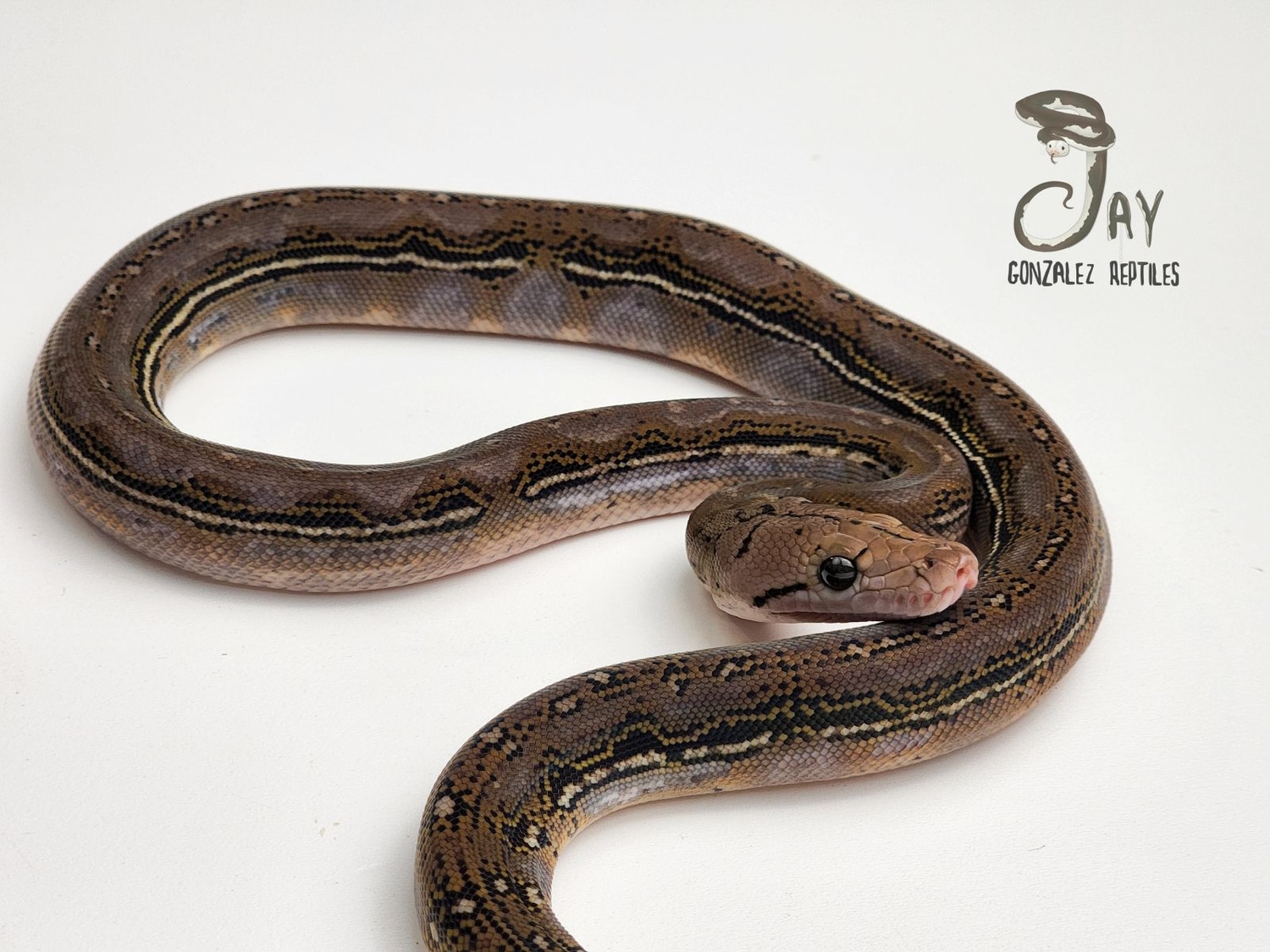 Anthrax Het Purple Or Mocha Reticulated Python by Jay Gonzalez Reptiles ...