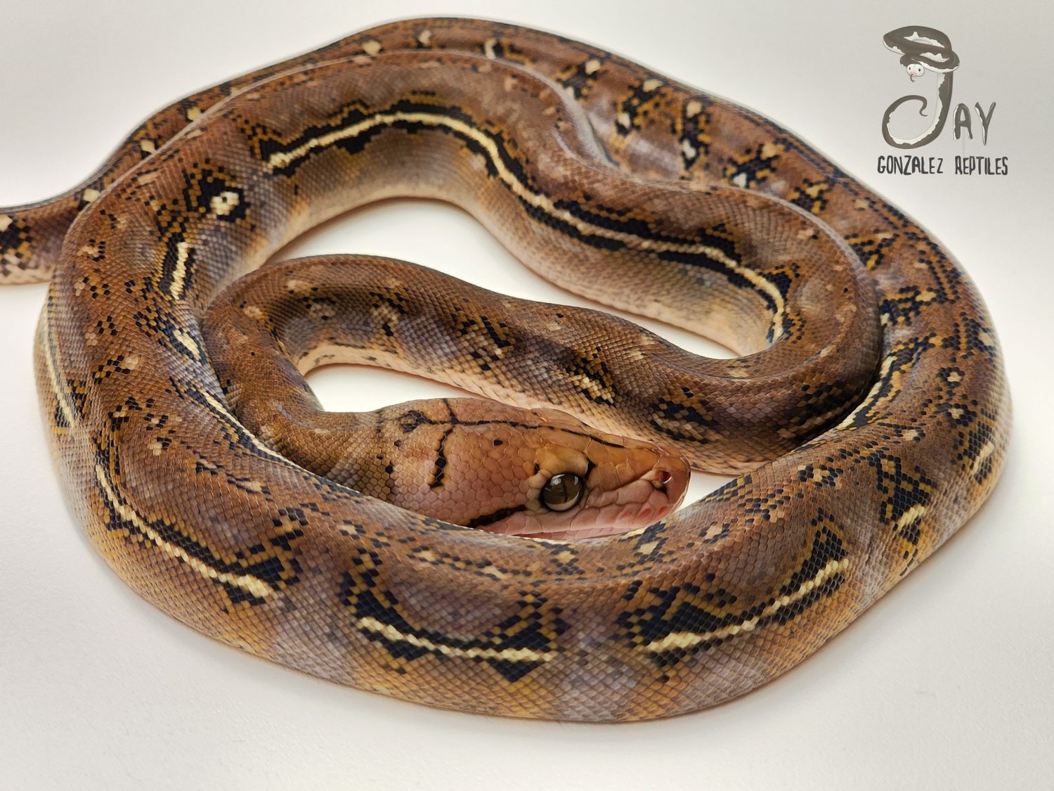 Anthrax Het Purple Or Mocha Reticulated Python by Jay Gonzalez Reptiles ...