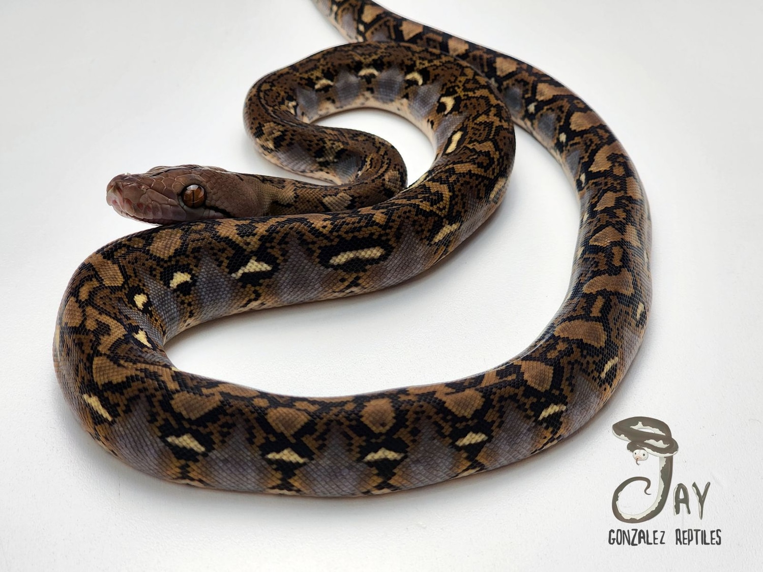Normal Het Anthrax Het Purple Or Mocha Reticulated Python by Jay ...