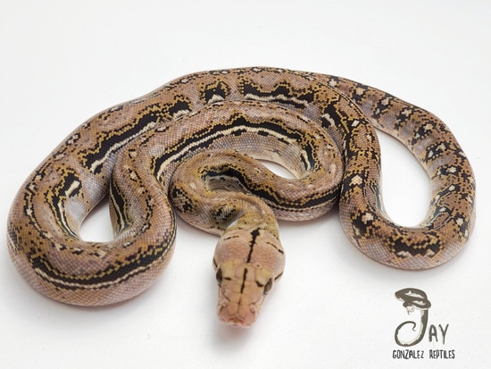 Mocha Anthrax Pos Het Pied Reticulated Python by Jay Gonzalez Reptiles
