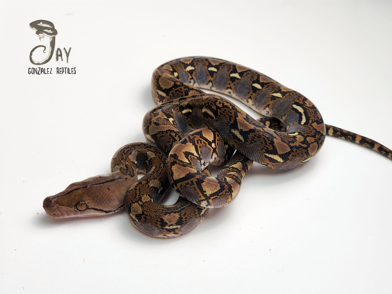 Normal Het Anthrax, Het Purple Or Mocha Reticulated Python by Jay ...