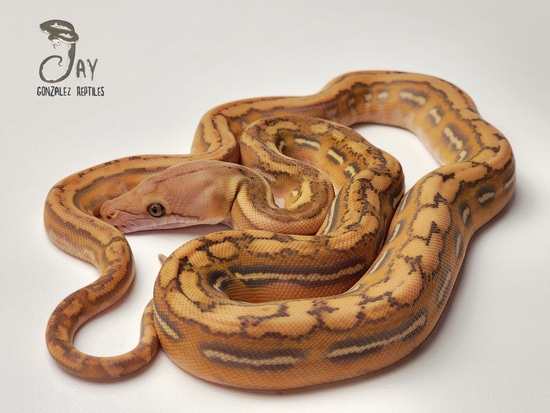 Caramel Phantom Tiger Reticulated Python by Jay Gonzalez Reptiles