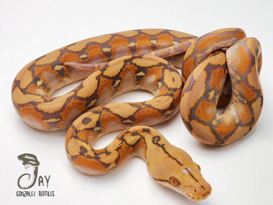 OrangeGlow Reticulated Python by Jay Gonzalez Reptiles