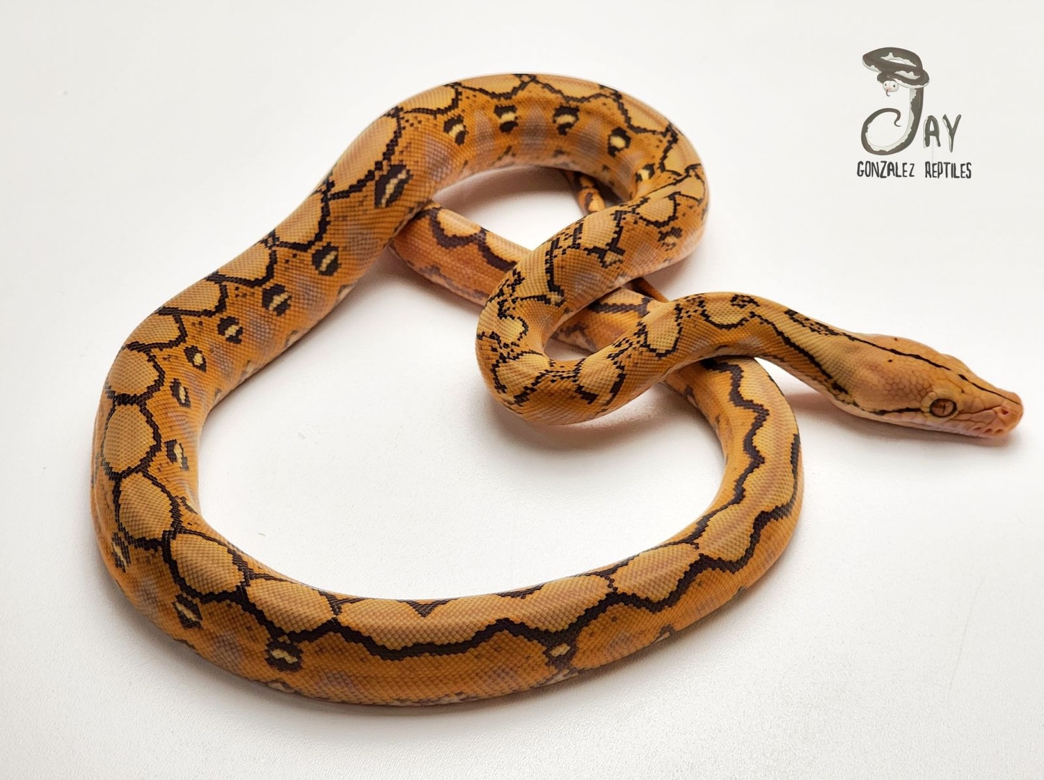 Mochino Sunfire Reticulated Python by Jay Gonzalez Reptiles - MorphMarket