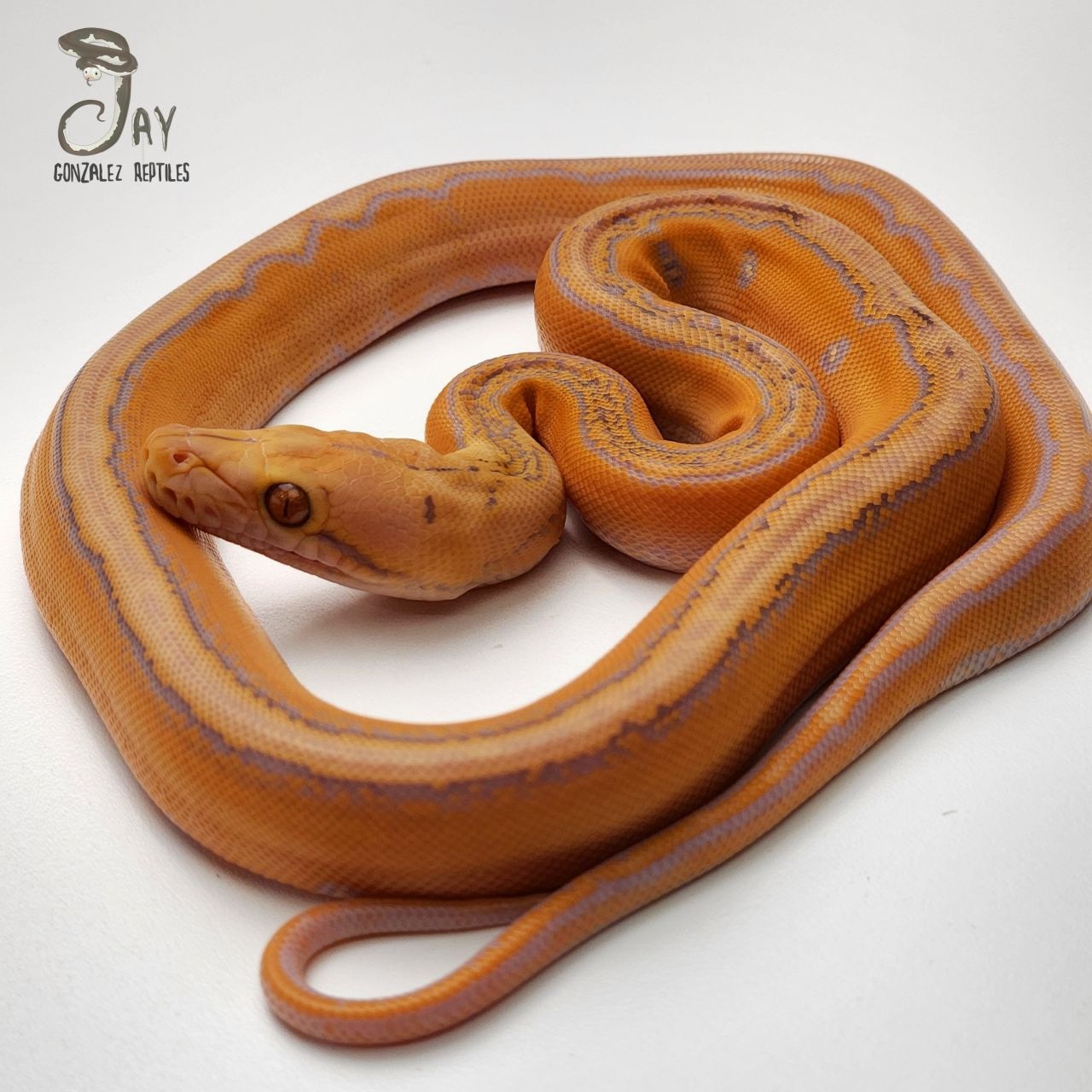 Purple Sunfire Marble Reticulated Python by Jay Gonzalez Reptiles ...