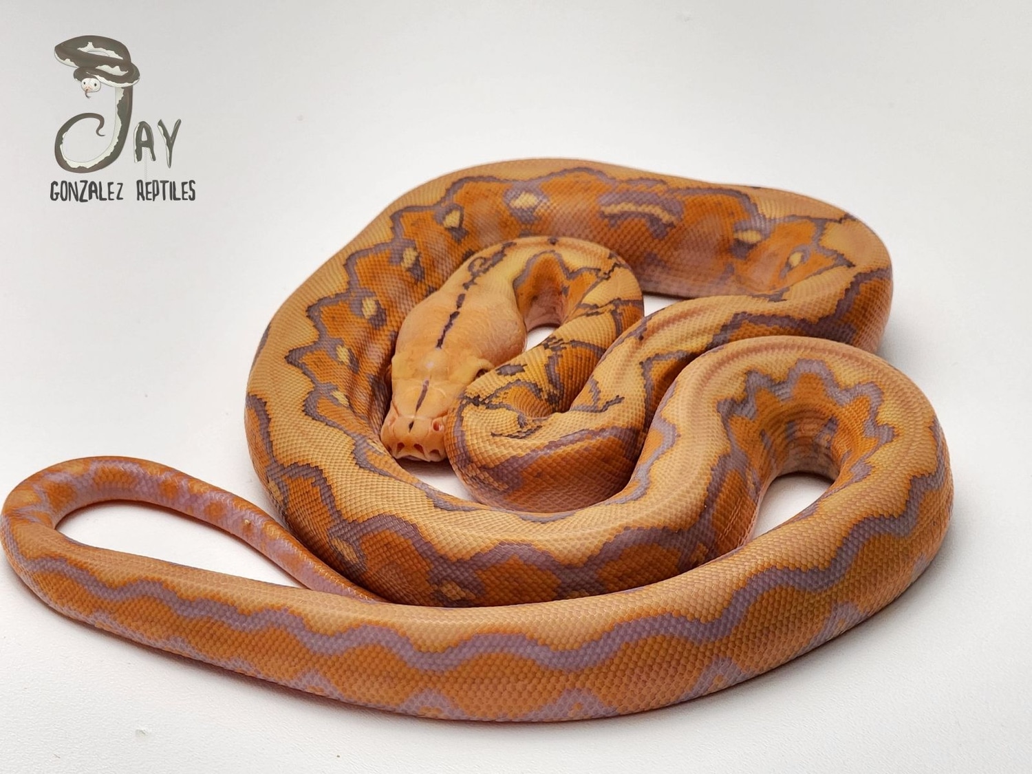Purple Sunfire Reticulated Python by Jay Gonzalez Reptiles - MorphMarket