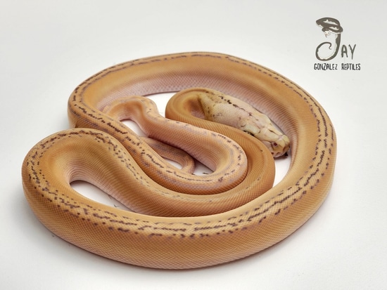 56.25% SD OrangeGlow Phantom Sunfire Motley 66% Het Anery Reticulated ...