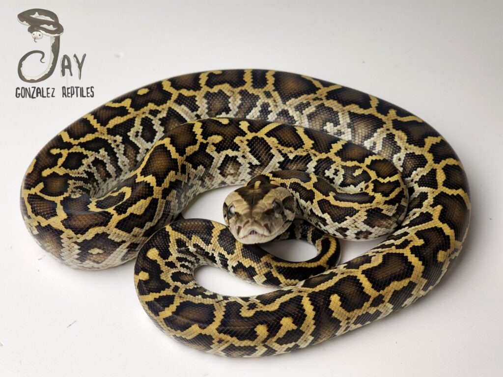 Normal Het Champagne, Granite, Albino Pos Het Green Burmese Python by ...