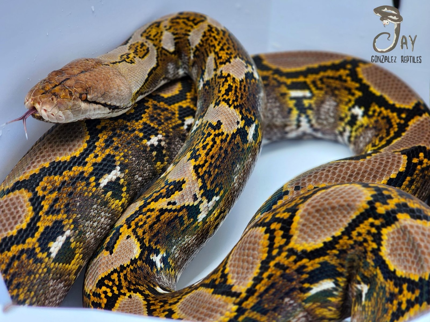 Double Het OGS/Purple Reticulated Python by Jay Gonzalez Reptiles ...