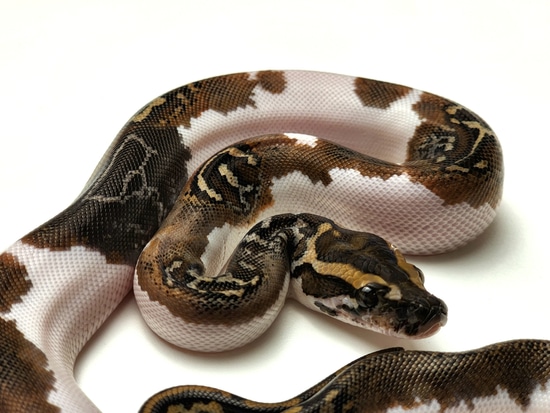Black Paradox Pied Burmese Python by Jay Gonzalez Reptiles