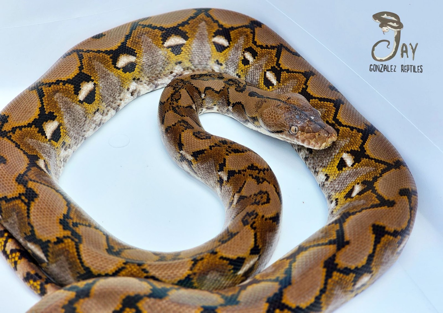 Dwarf Het White Snow Reticulated Python by Jay Gonzalez Reptiles ...