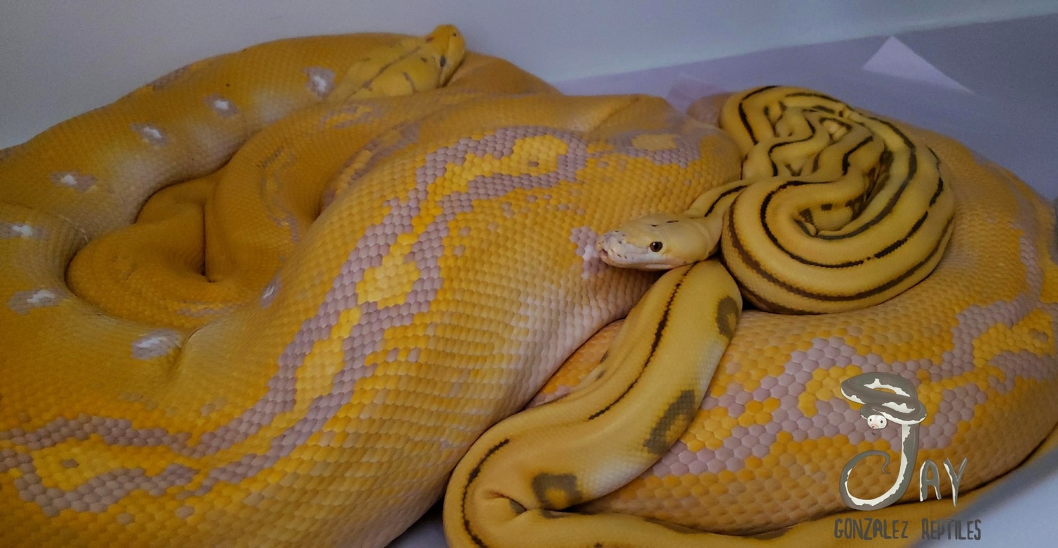 Purple Goldenchild Reticulated Python by Jay Gonzalez Reptiles ...