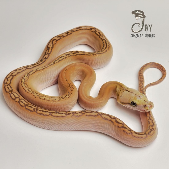 56.25% SD OG Phantom Motley Pos Sunfire 66% Het Anery Reticulated ...