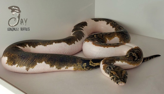 Breeder Pied Burmese Python by Jay Gonzalez Reptiles