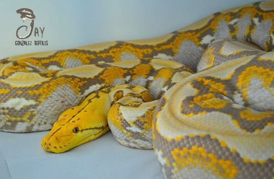 Original Import Orange Glow Reticulated Python by Jay Gonzalez Reptiles