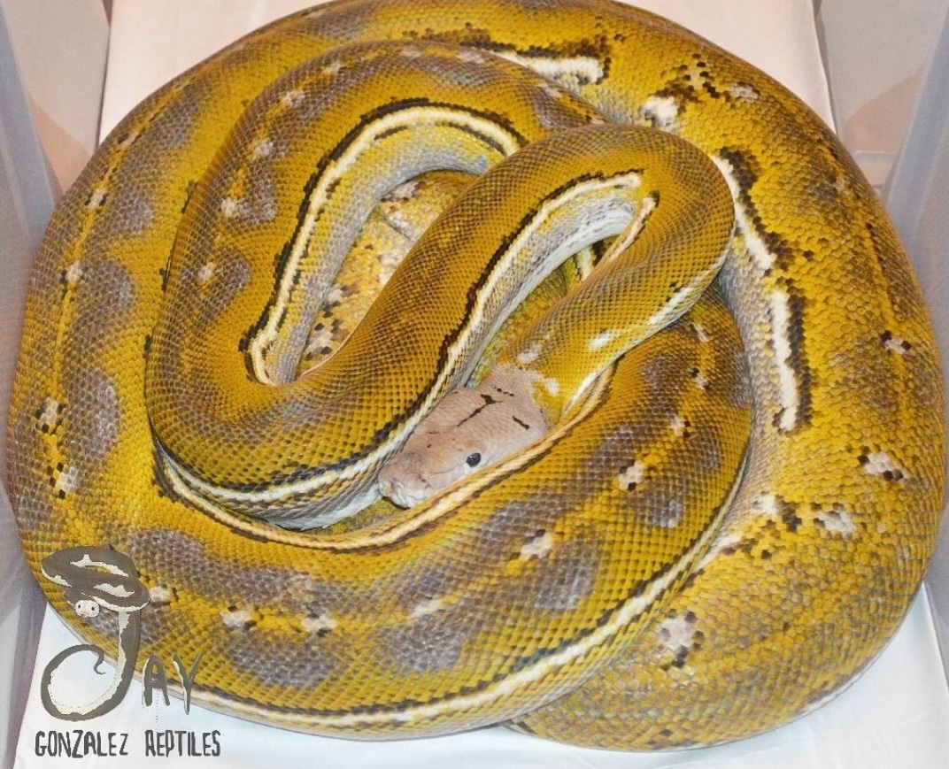 Adult Platinum Anthrax Reticulated Python by Jay Gonzalez Reptiles ...