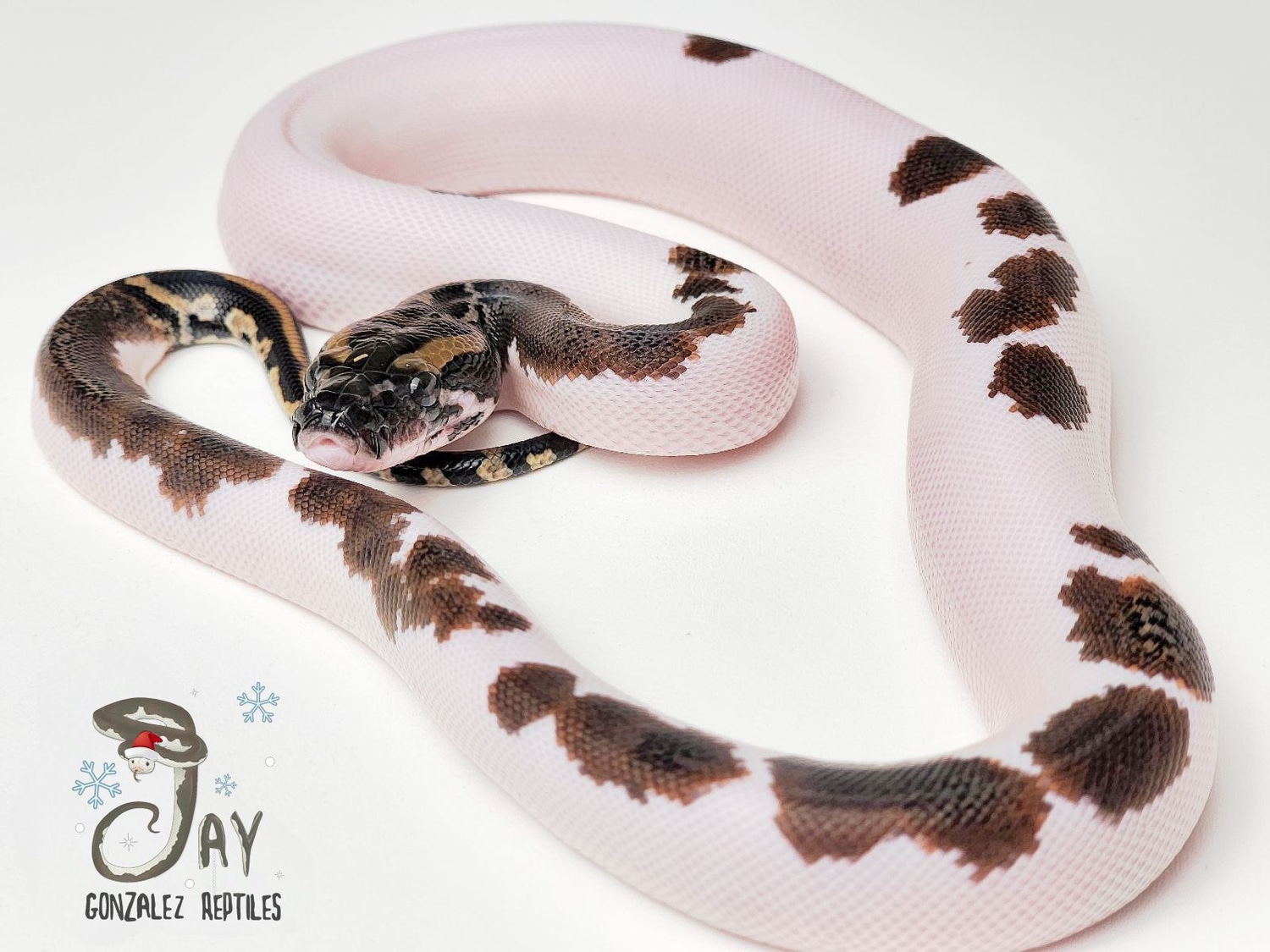 BLACK FRIDAY SALE Pied 50% Het Wei Caramel Burmese Python by Jay ...