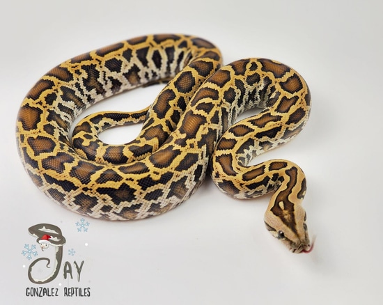 BLACK FRIDAY SALE Normal Het Champagne, Granite, Albino Pos Het Green ...