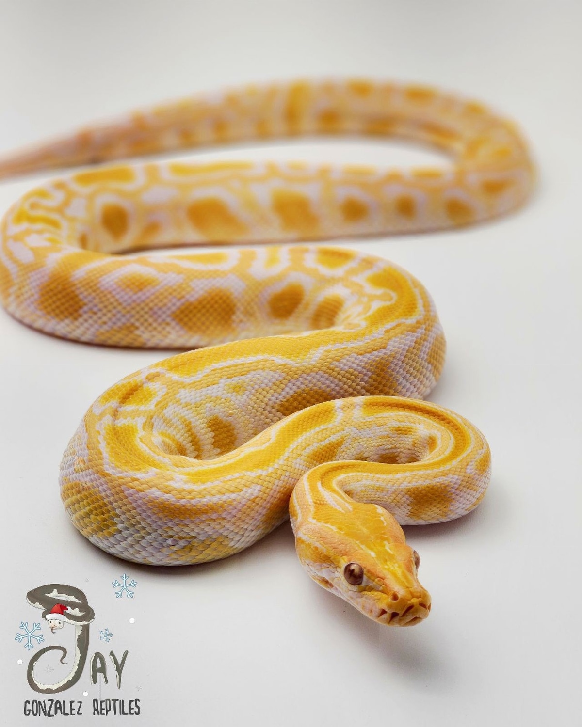 Christmas Sale Albino Het Pied Gulf Coast Caramel Burmese Python by Jay ...