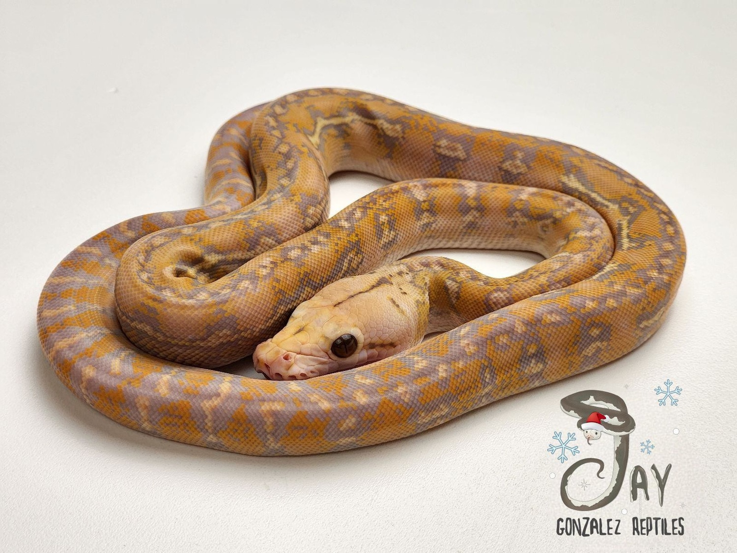 🎄CHRISTMAS SALE🎄 Purple Anthrax Pos Het Pied Reticulated Python by Jay ...