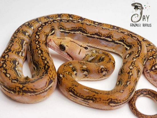 🎉FIRST SALE OF 2023🎉 Mochino Anthrax Pos Het Pied Reticulated Python by ...
