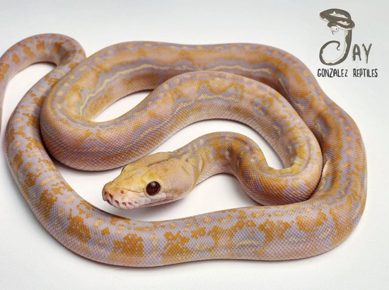 Purple Anthrax Pos Het Pied Reticulated Python by Jay Gonzalez Reptiles