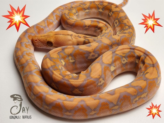 💥🏈SUPERBOWL VICTORY DEAL🏈💥Purple Het Anthrax Reticulated Python by Jay Gonzalez Reptiles
