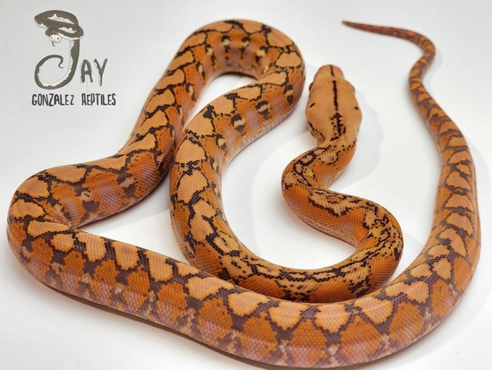 56.25% SD Orange Glow 66% Het Anery Reticulated Python by Jay Gonzalez ...
