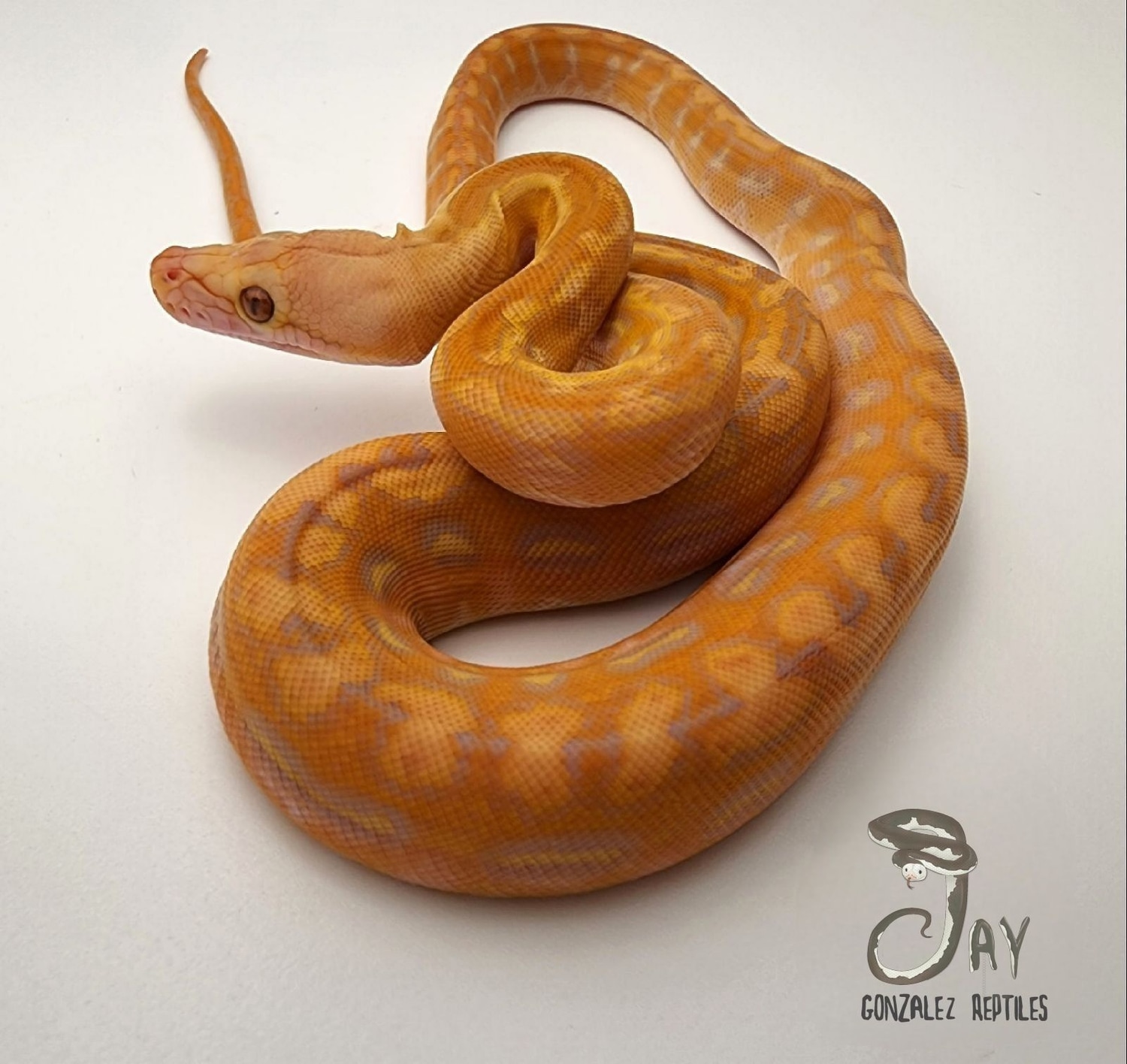 Purple Phantom Tiger Reticulated Python by Jay Gonzalez Reptiles ...