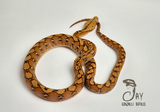 56.25% Super Dwarf OrangeGlow 66% Het Anery Reticulated Python by Jay ...