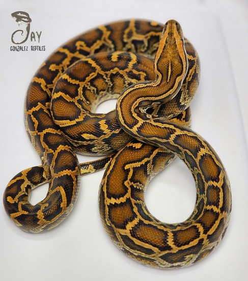 100% Het Pied, Wei Caramel Pos Het Labyrinth Burmese Python by Jay ...