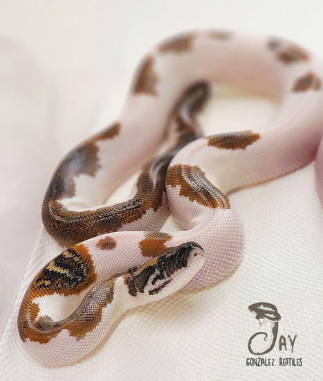 High White Pied Burmese Python by Jay Gonzalez Reptiles
