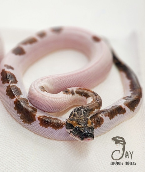 High White Pied Burmese Python by Jay Gonzalez Reptiles