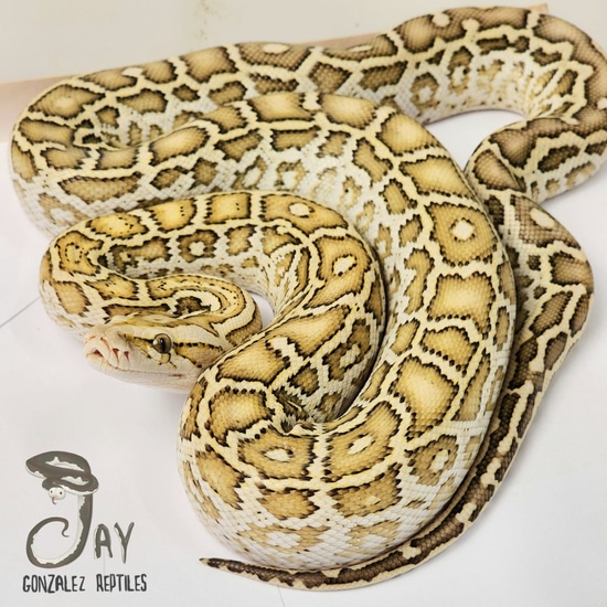 Hypo Het Champagne, Granite, Albino Pos Het Green Burmese Python by Jay ...