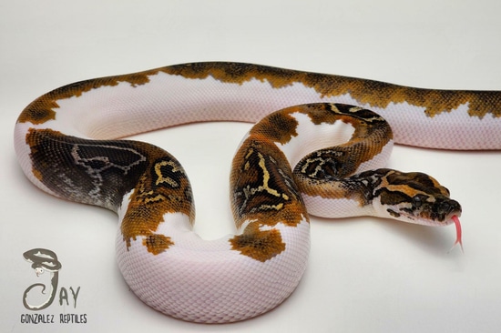 Black Paradox Pied Ringer 66% Het Sable Burmese Python by Jay Gonzalez ...