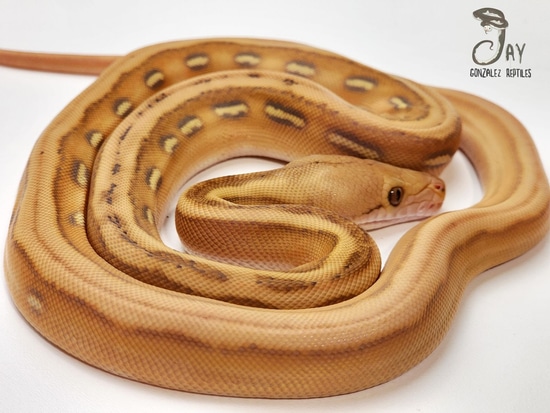 Caramel Phantom Sunfire Tiger Reticulated Python by Jay Gonzalez Reptiles
