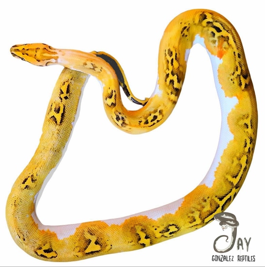 Wei Caramel Pied Burmese Python by Jay Gonzalez Reptiles