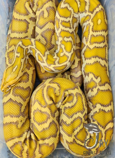 HUGE Wei Caramel Burmese Python by Jay Gonzalez Reptiles
