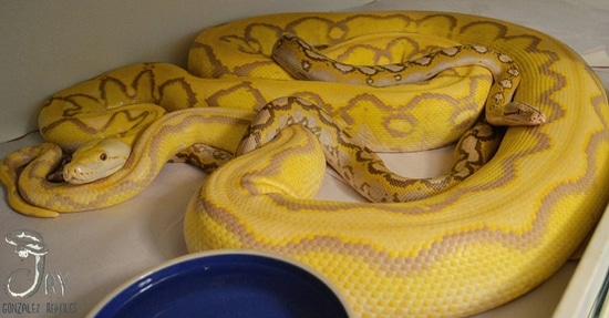 🎆🇺🇲4th Of July Sale 20% Off🇺🇲🎆 Purple Super Sunfire Reticulated Python ...