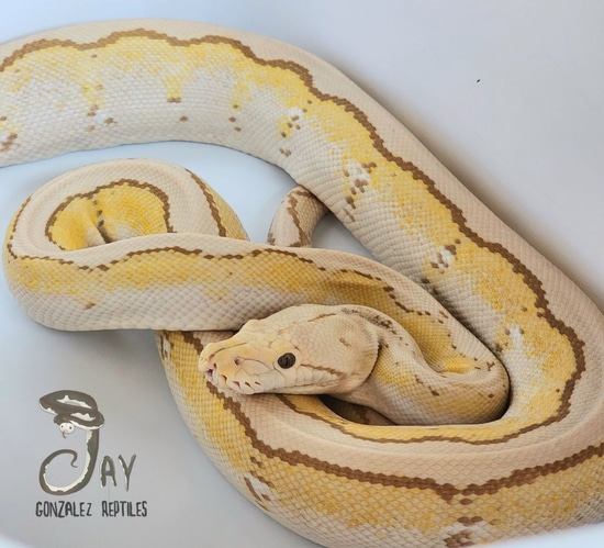 Ready To Breed OrangeGlow Platinum Motley Reticulated Python by Jay ...