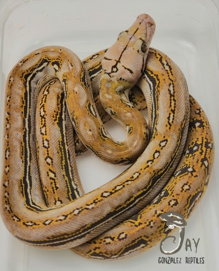 Pure Mocha Anthrax Reticulated Python by Jay Gonzalez Reptiles
