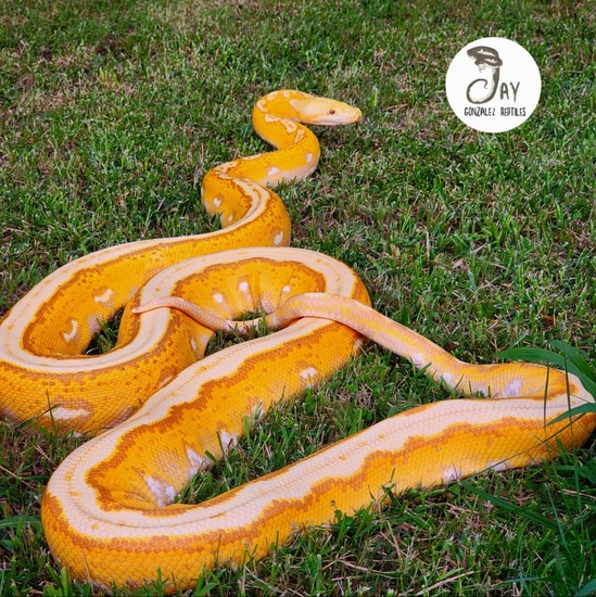 Proven Purple Orange Ghost Stripe Reticulated Python by Jay Gonzalez ...