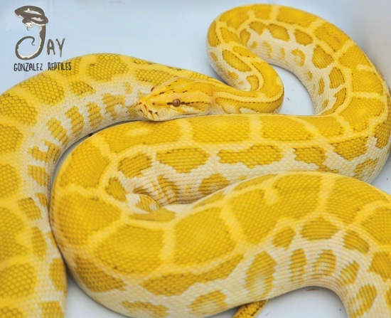 Hypo Wei Caramel Burmese Python by Jay Gonzalez Reptiles