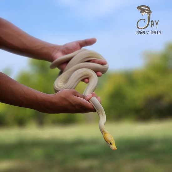 OrangeGlow Super Motley Platinum Tiger Reticulated Python by Jay ...